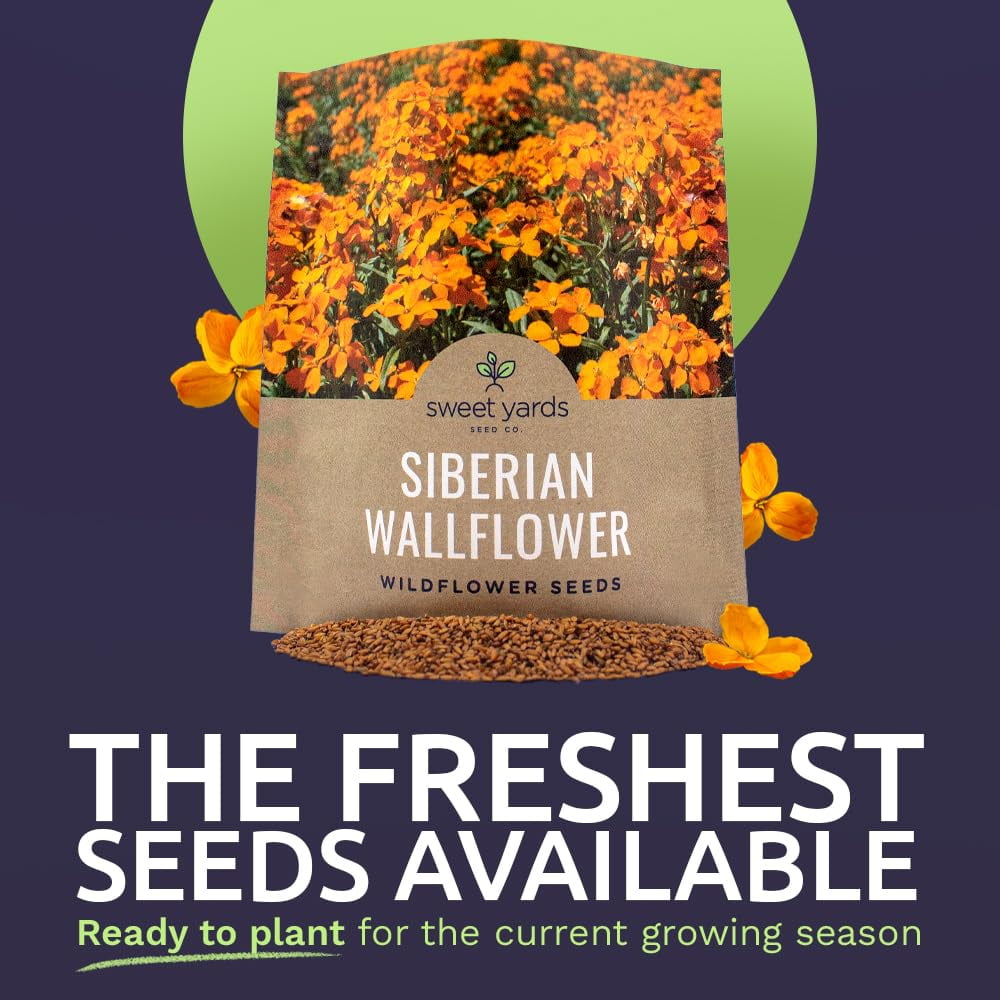 Siberian WallFlower Wildflower Seeds - Extra Large H2FSD1 Ounce Packet ...