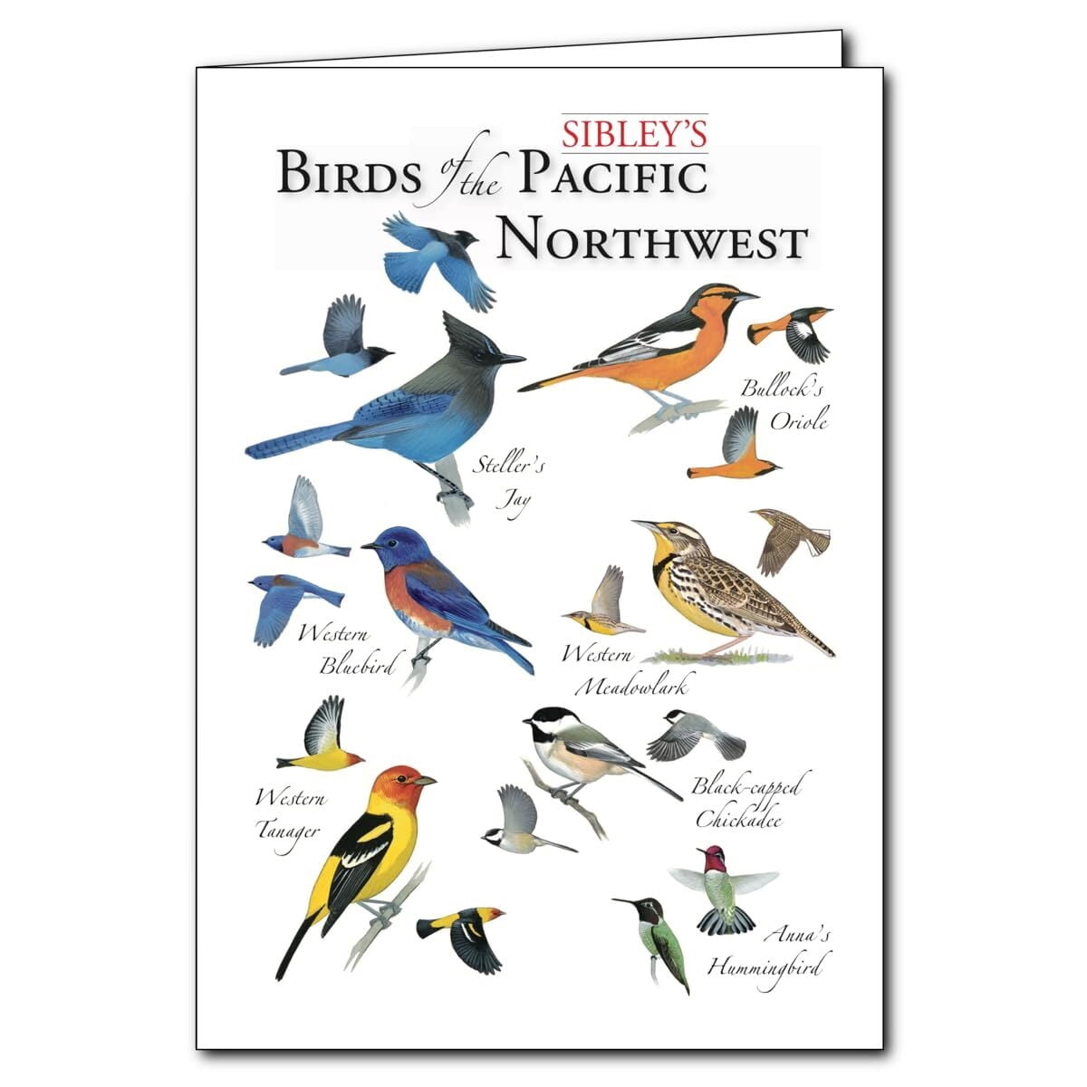 Sibley's Birds Of The Pacific Northwest Student Animal Poster Birthday ...
