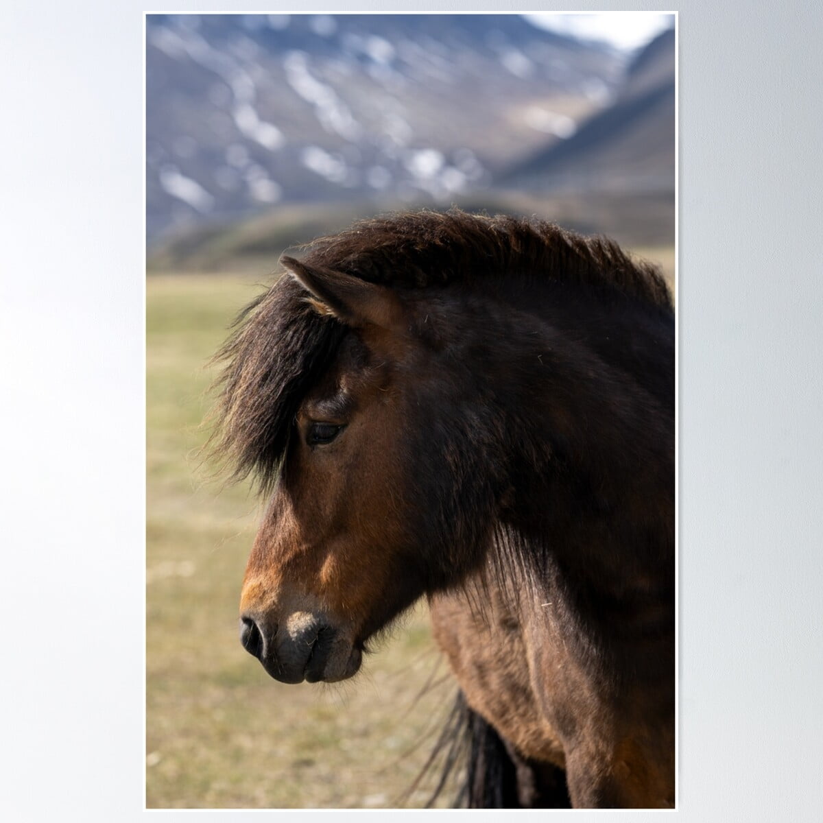 Side Portrait Of An Icelandic Horse Poster Wall Art, Modern Wall Decor ...