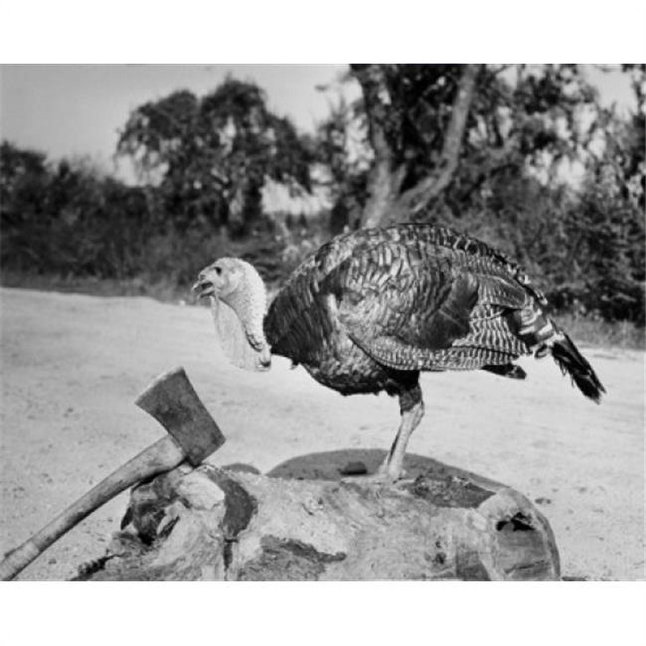 Side Profile of a Turkey & Axe on a Tree Stump Poster Print - 18 x 24 ...