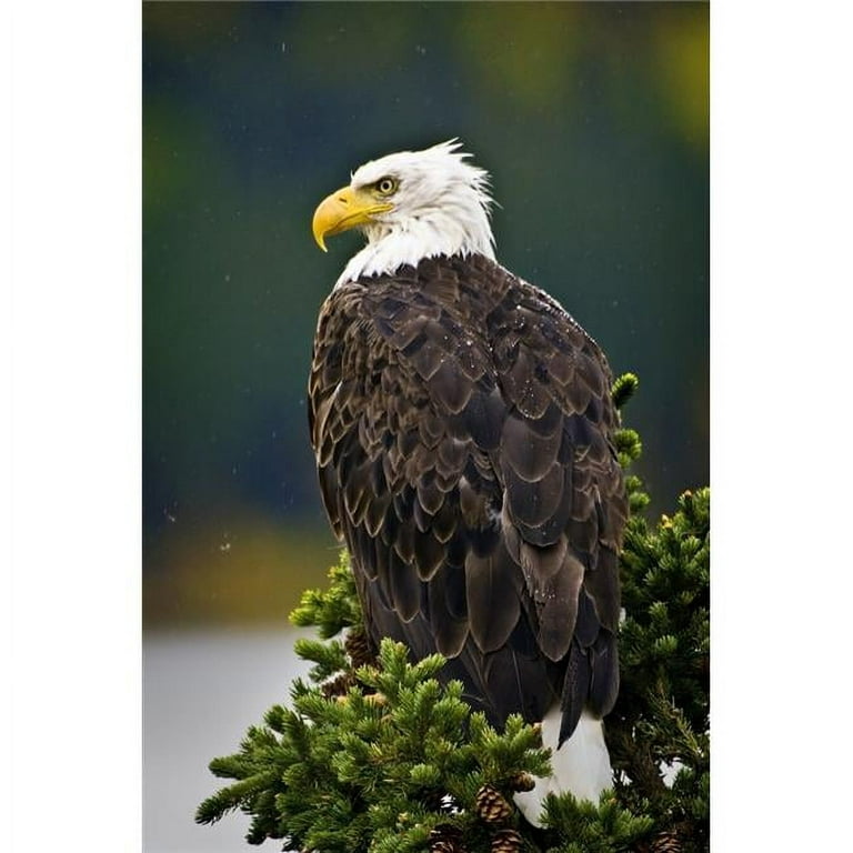 Bald Eagle Pictures To Print Bald Eagle Perched On Branch Posters
