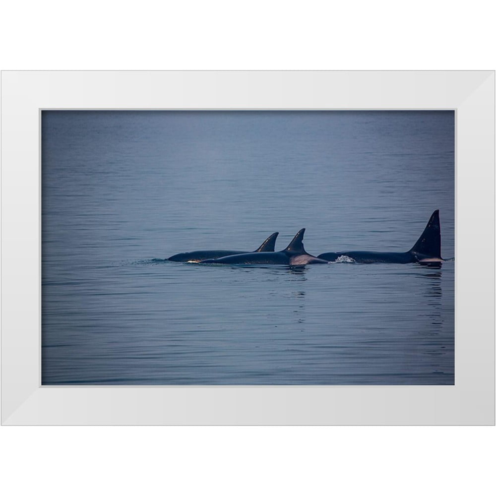 Sienda, Jolly 14x11 White Modern Wood Framed Museum Art Print Titled ...