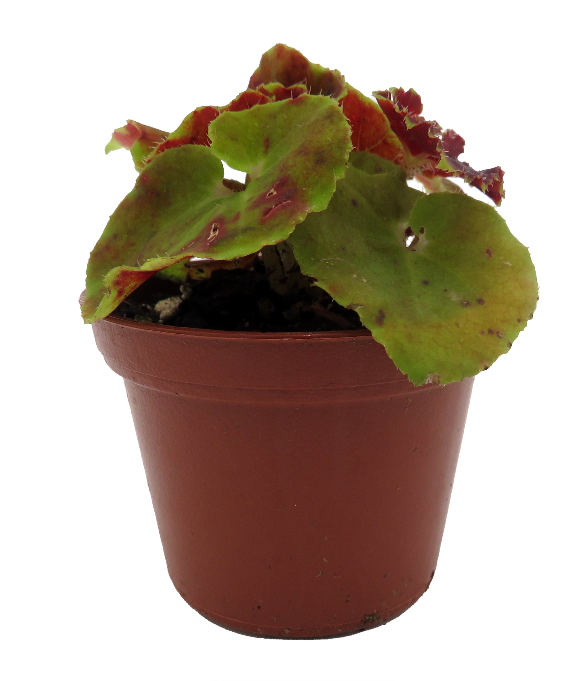 Sienna Swirl Begonia - 2.5" Pot - Great House Plant - Walmart.com