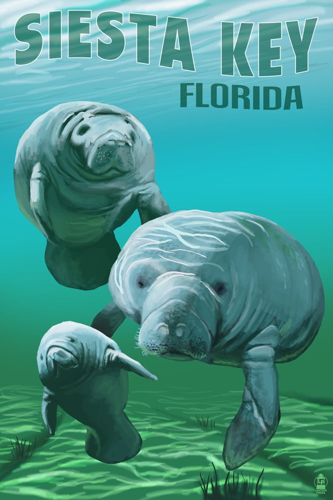 Siesta Key, Florida, Manatees (12x18 Wall Art Poster, Room Decor ...