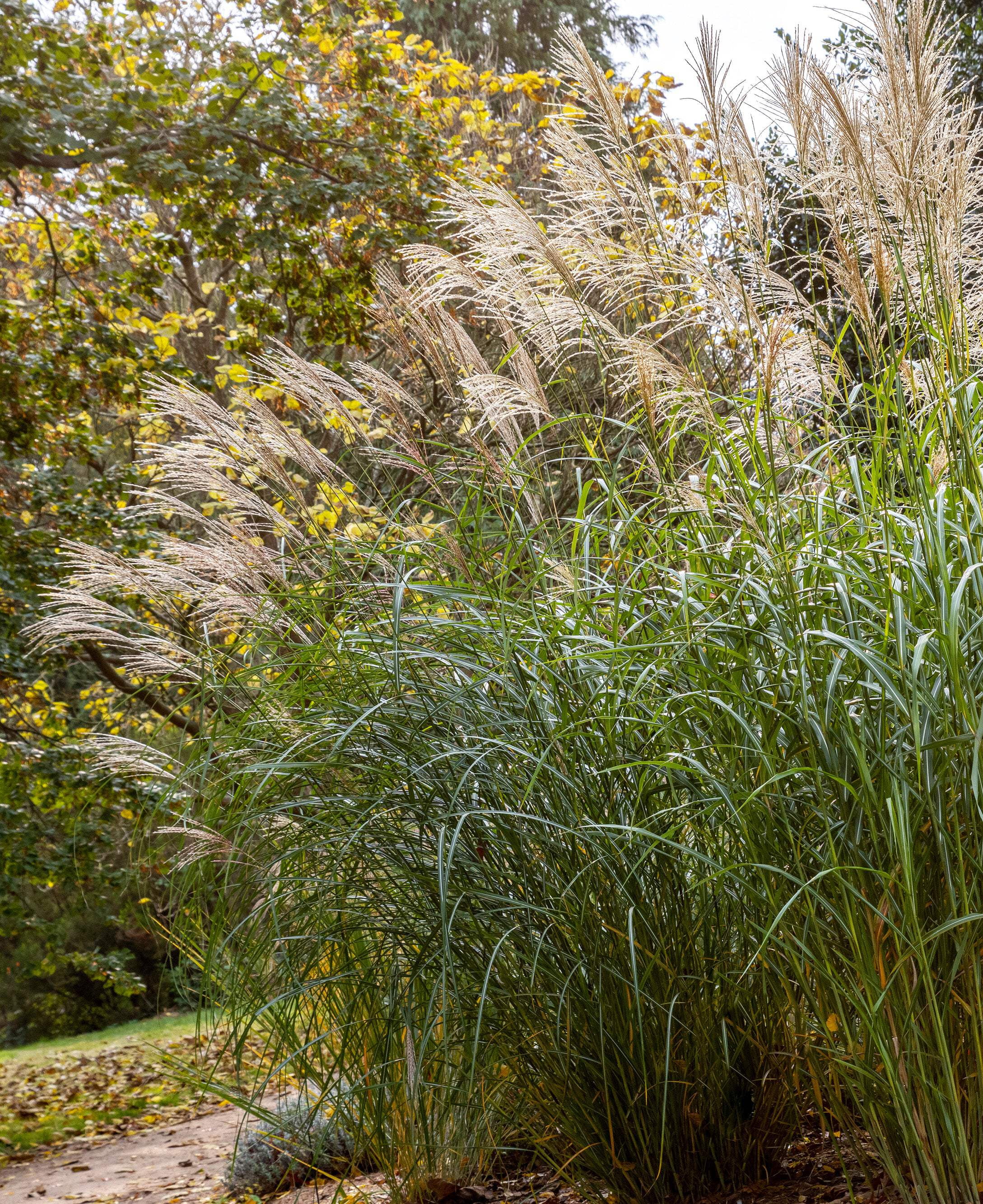 Silberfeder Silver Feather Grass - 3 bareroot plants - Walmart.com