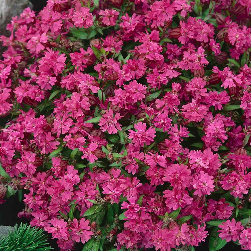 Outsidepride 10000 Silene Pendula Triumph Flower Seed - Walmart.com
