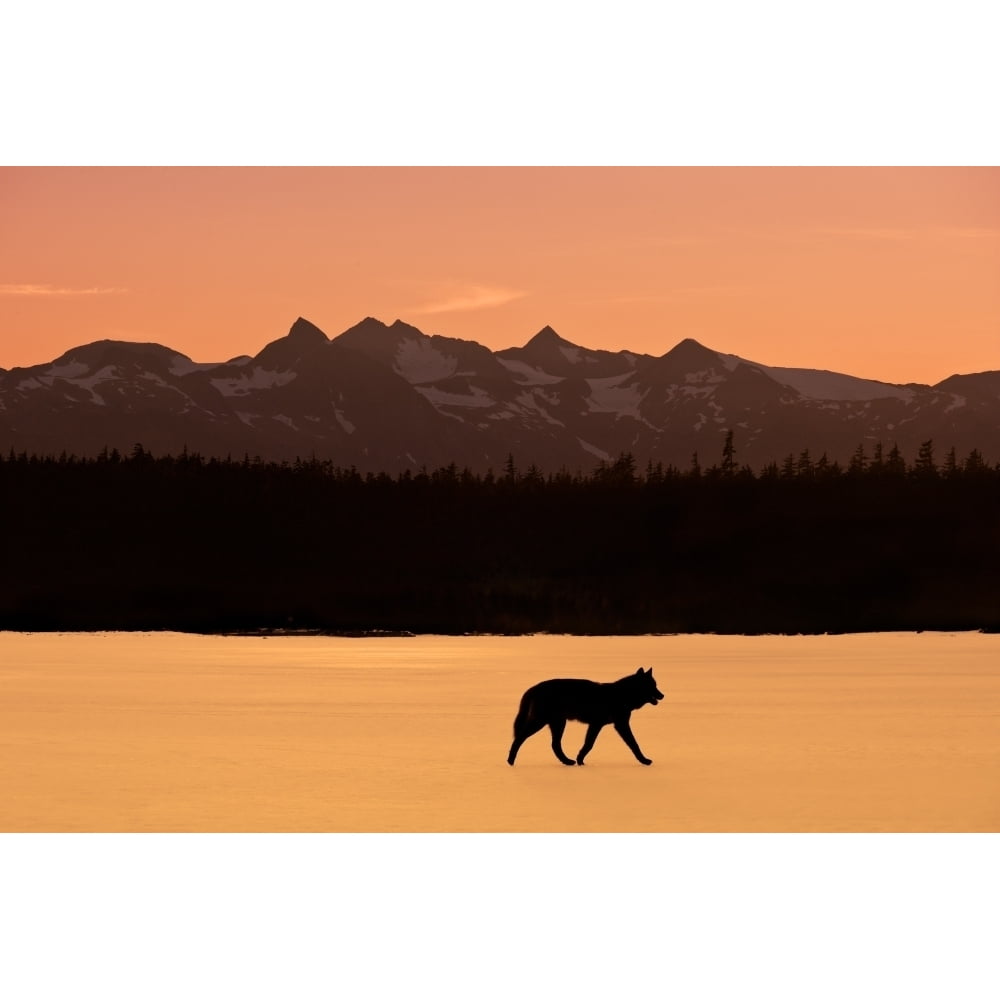 Silhouette Of A Wolf Walking At Sunset Tongass National Forest ...