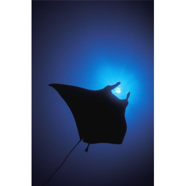 Silhouette Of Sting Ray And Shaft Of Light In Blue Water Poster Print ...