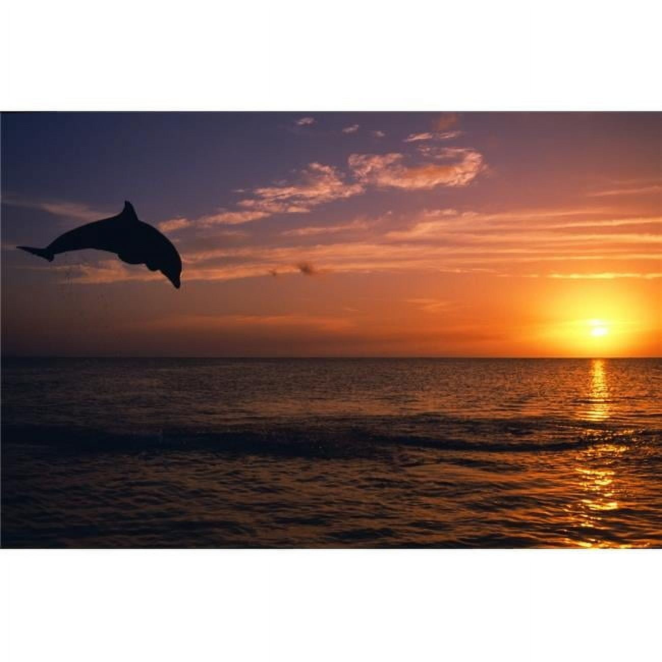 Silhouette of Bottlenose Dolphin Leaping Over Ocean At Sunset Caribbean ...