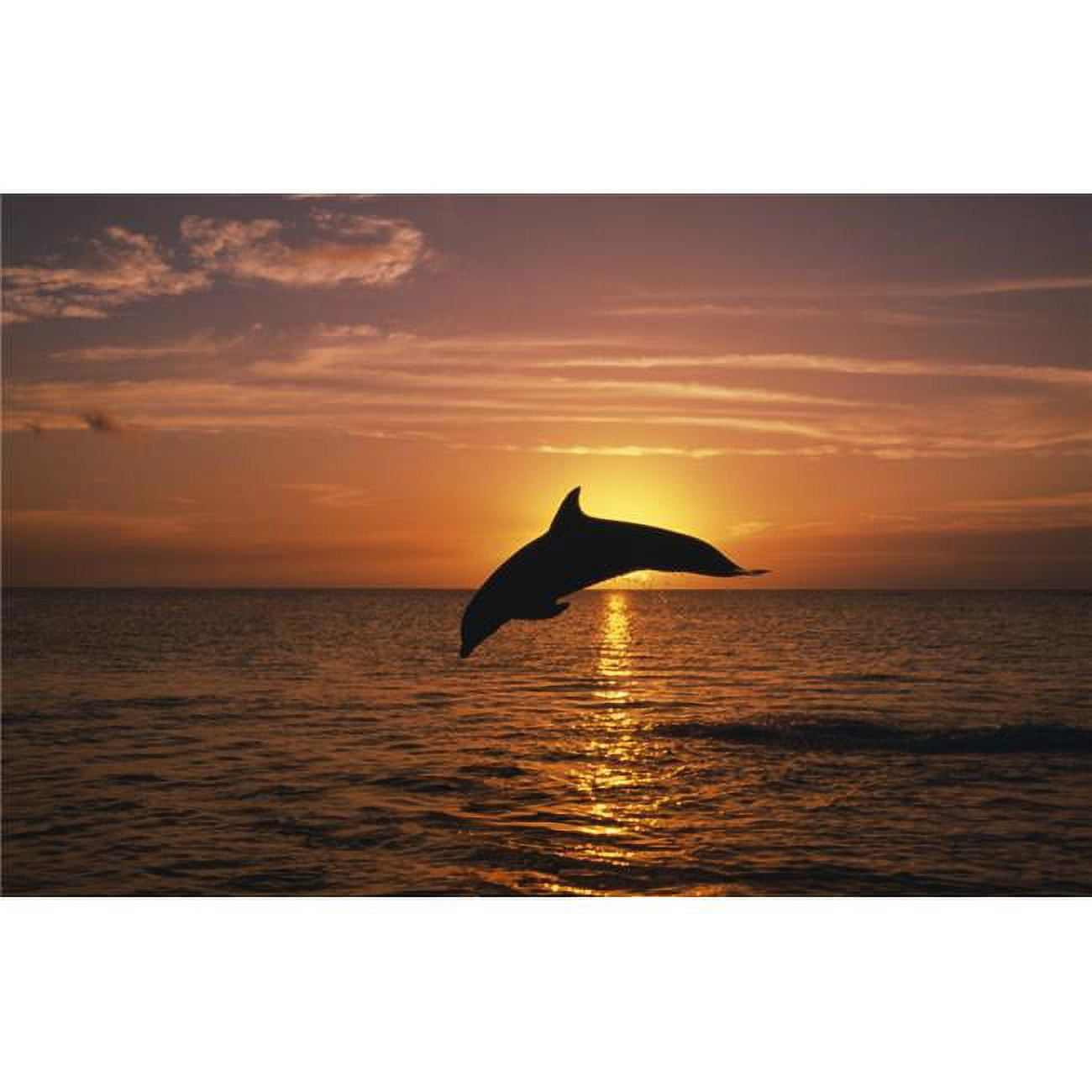 Silhouette of Leaping Bottlenose Dolphin Sunset Caribbean Sea Poster ...
