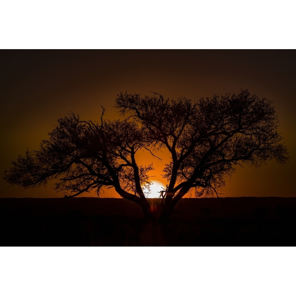 Silhouette of a tree with the glowing sunset sinking behind the horizon ...
