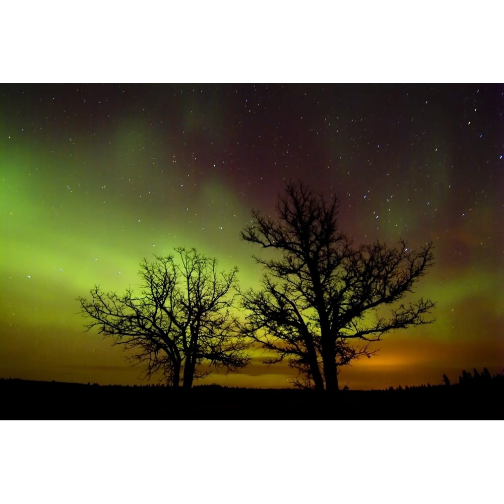 Silhouettes Of Bur Oak Trees And Northern Lights Birds Hill Provincial ...