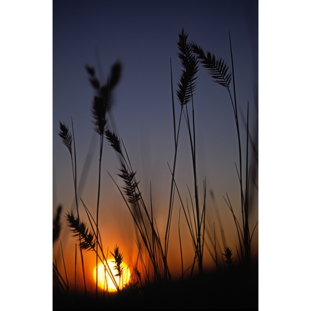 Silhouettes Of Wheat In A Farmers Field At Sunset Val Marie ...