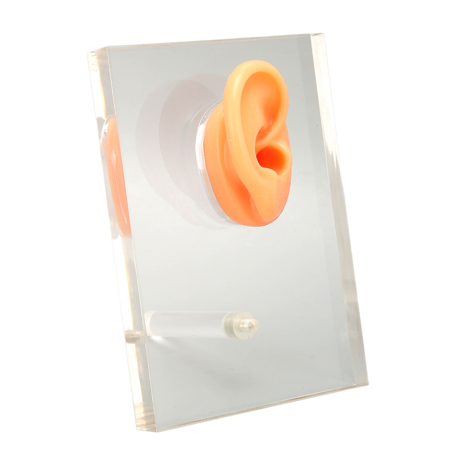 Silicone Right Ear Model Fine Details Soft Ear Model Acrylic Display ...