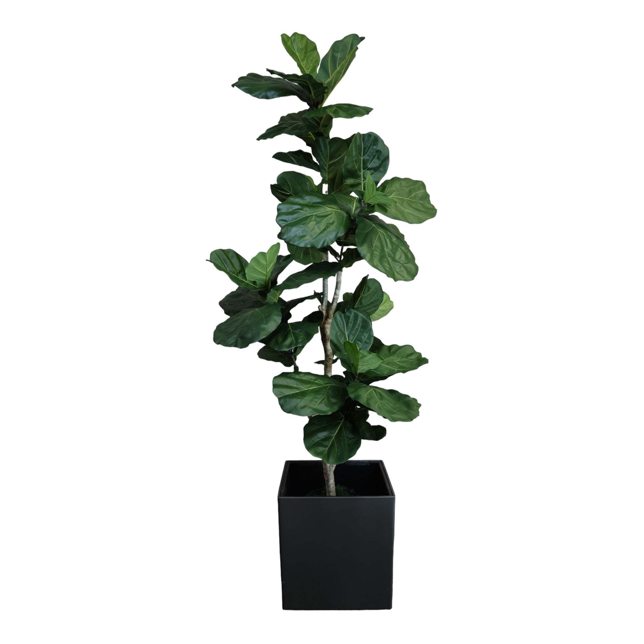 Silk Floral Gallery Fiddle Tree Without Planter - 72″h X 36″d - Walmart.com