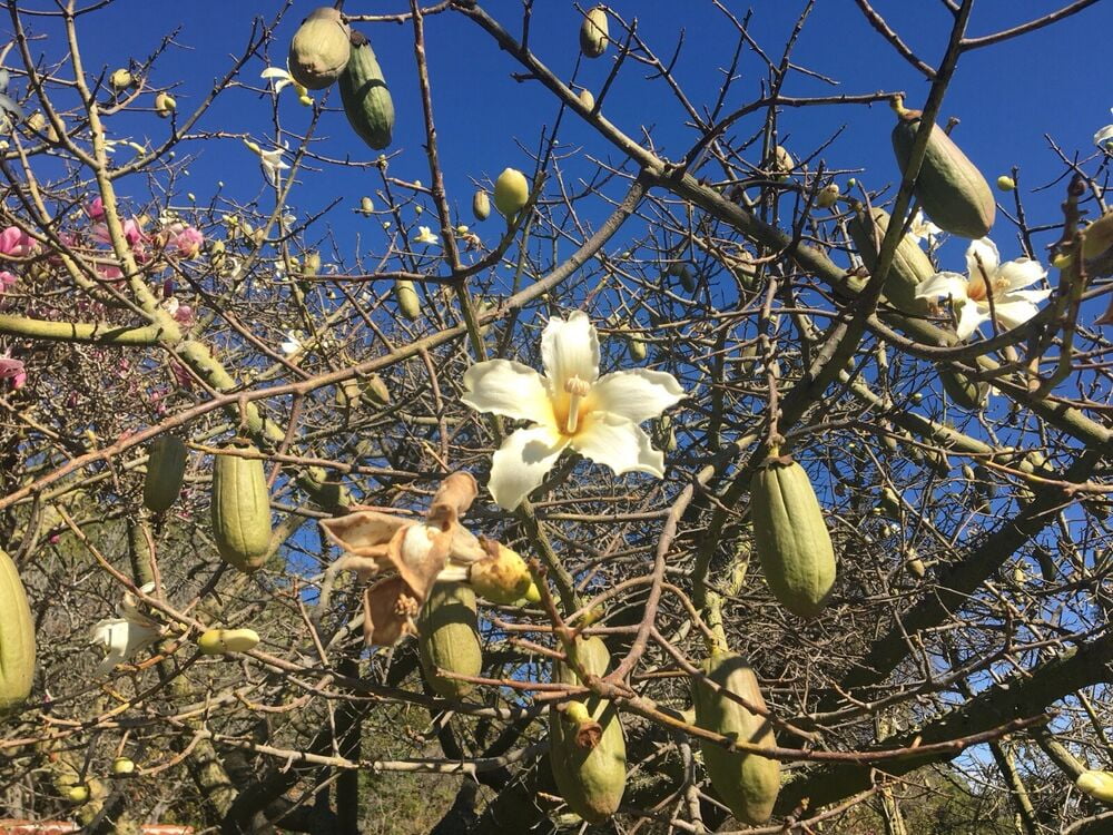 Silk Floss Tree bottle kapok Cactus Ant Thorn Bonsai Voodoo Spikes ...