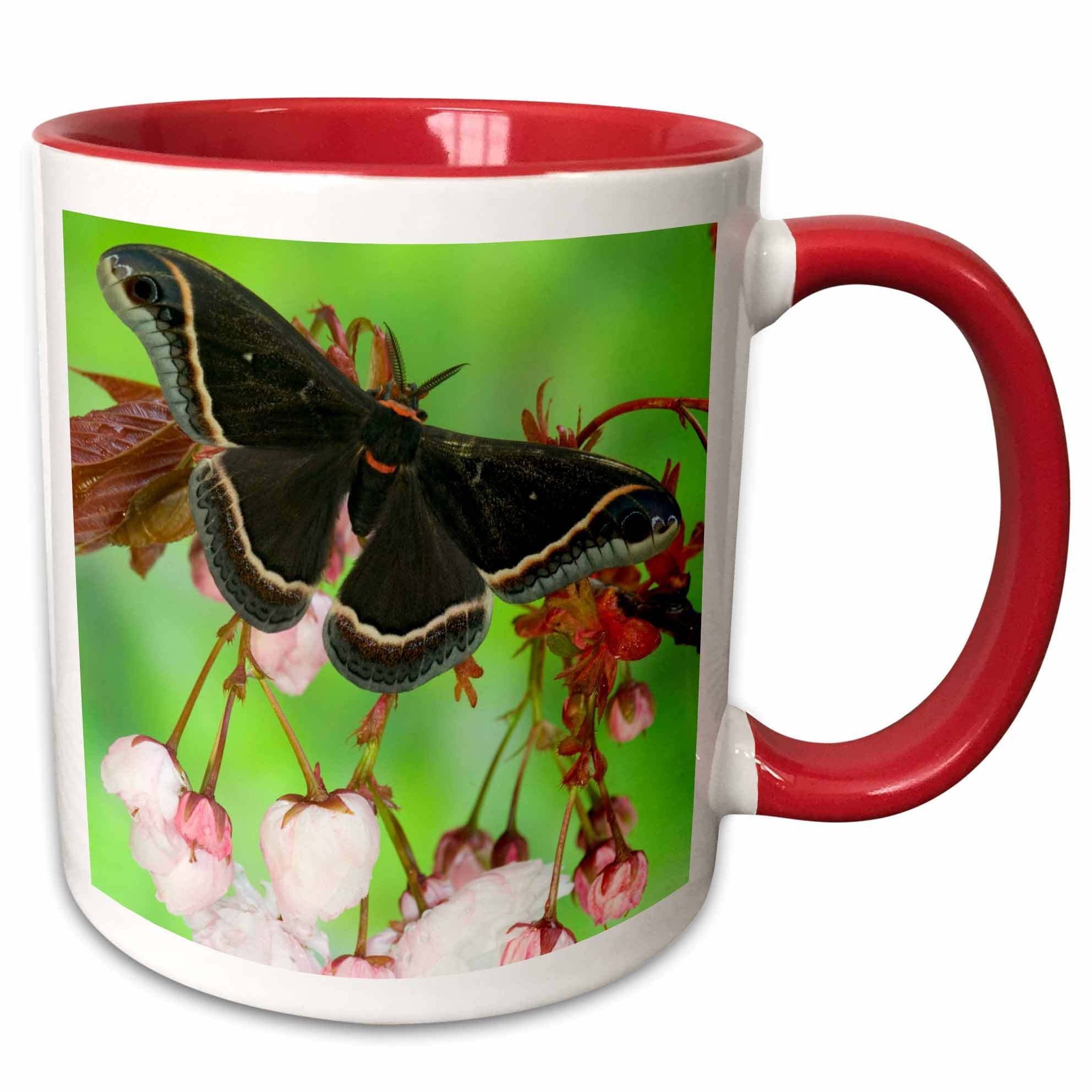 3drose, Silk Moth Insect, Sammamish, Washington - Us48 Dgu0632 ...