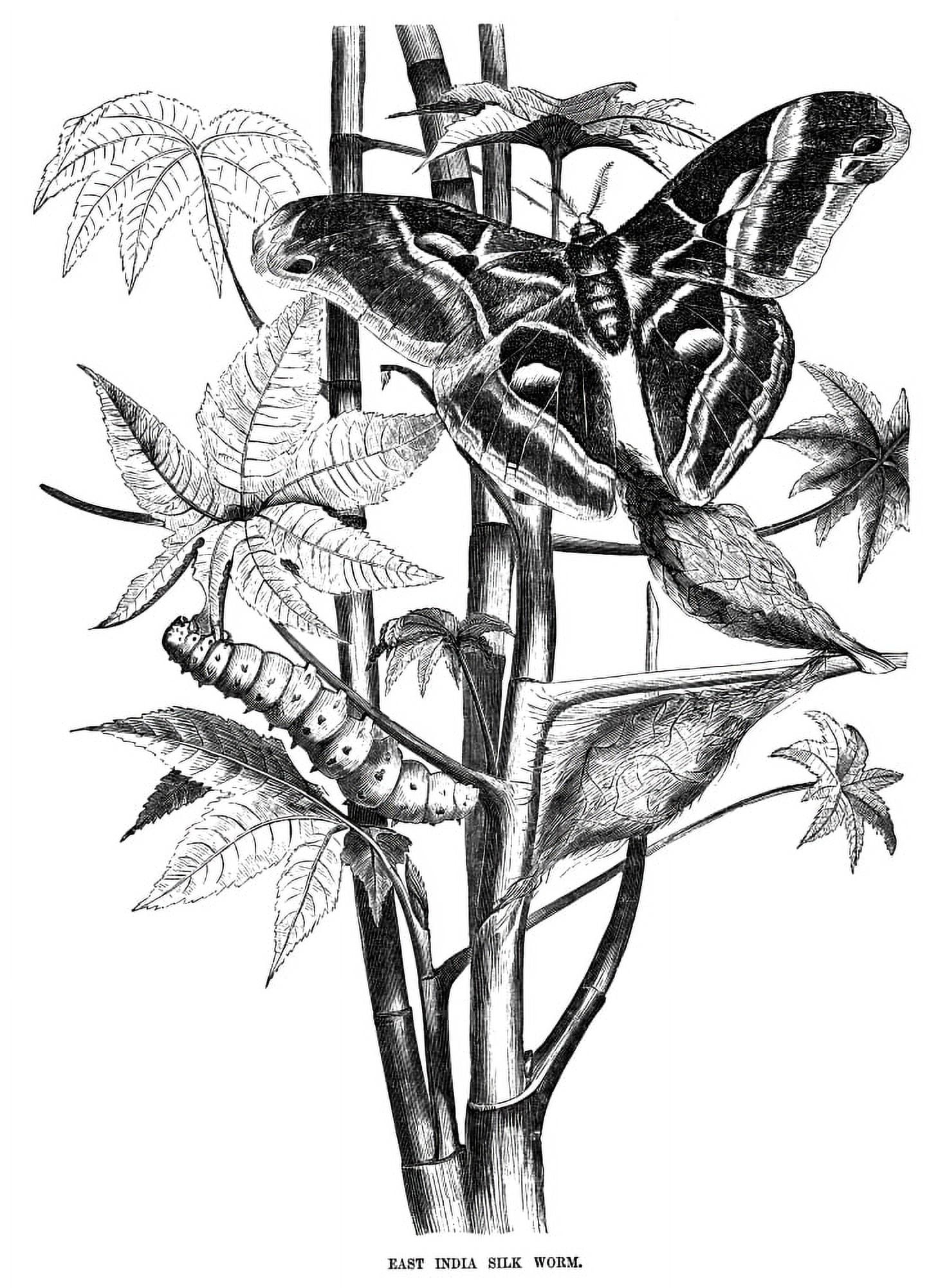 Silk Worm & Moth. /Nthe Silk Worm And Mature Moth (Bombyx Mori) On A ...