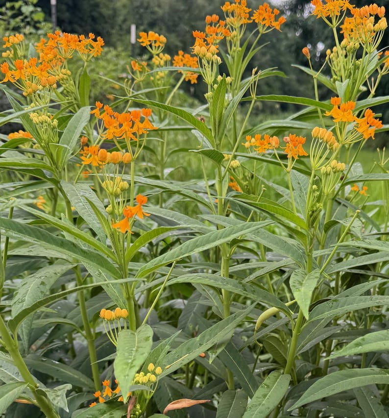Silky Gold Tropical Milkweed Butterfly Weed Milkweed Asclepias ...