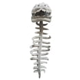 Silly Dino Plush Skeleton, Fossil Snug, Wearable Dinosaur Skeleton ...