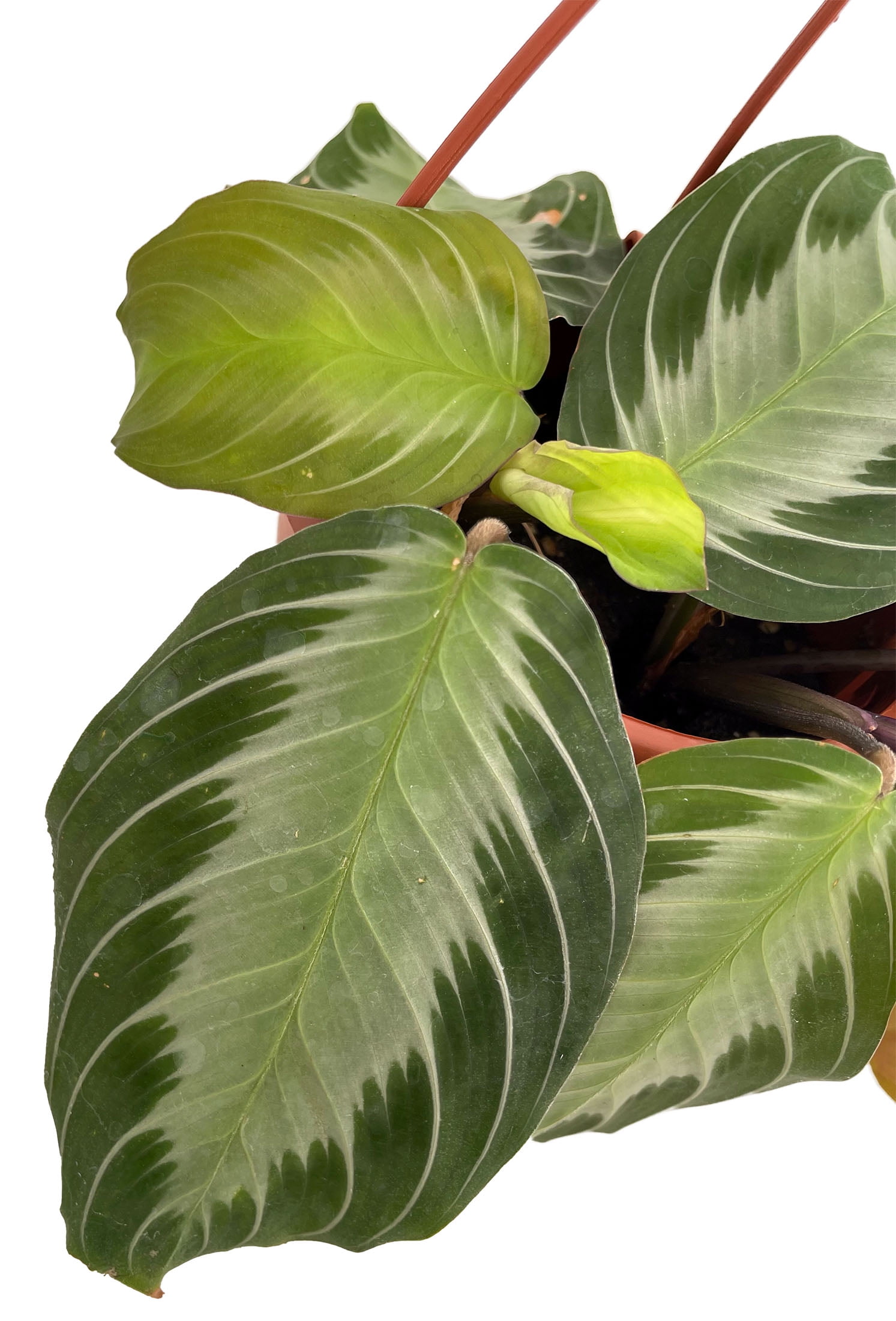 Silver Band Prayer Plant - Maranta - 4" Mini Hanging Basket - Walmart.com