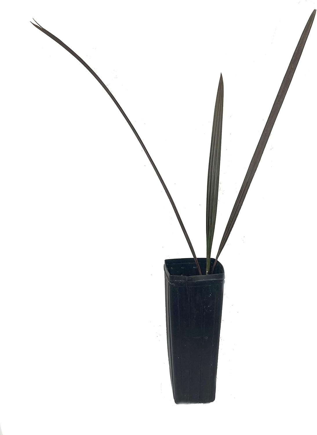 Silver Bismarck Palm - 5 Live Plants in 1 Gallon Growers Pots ...