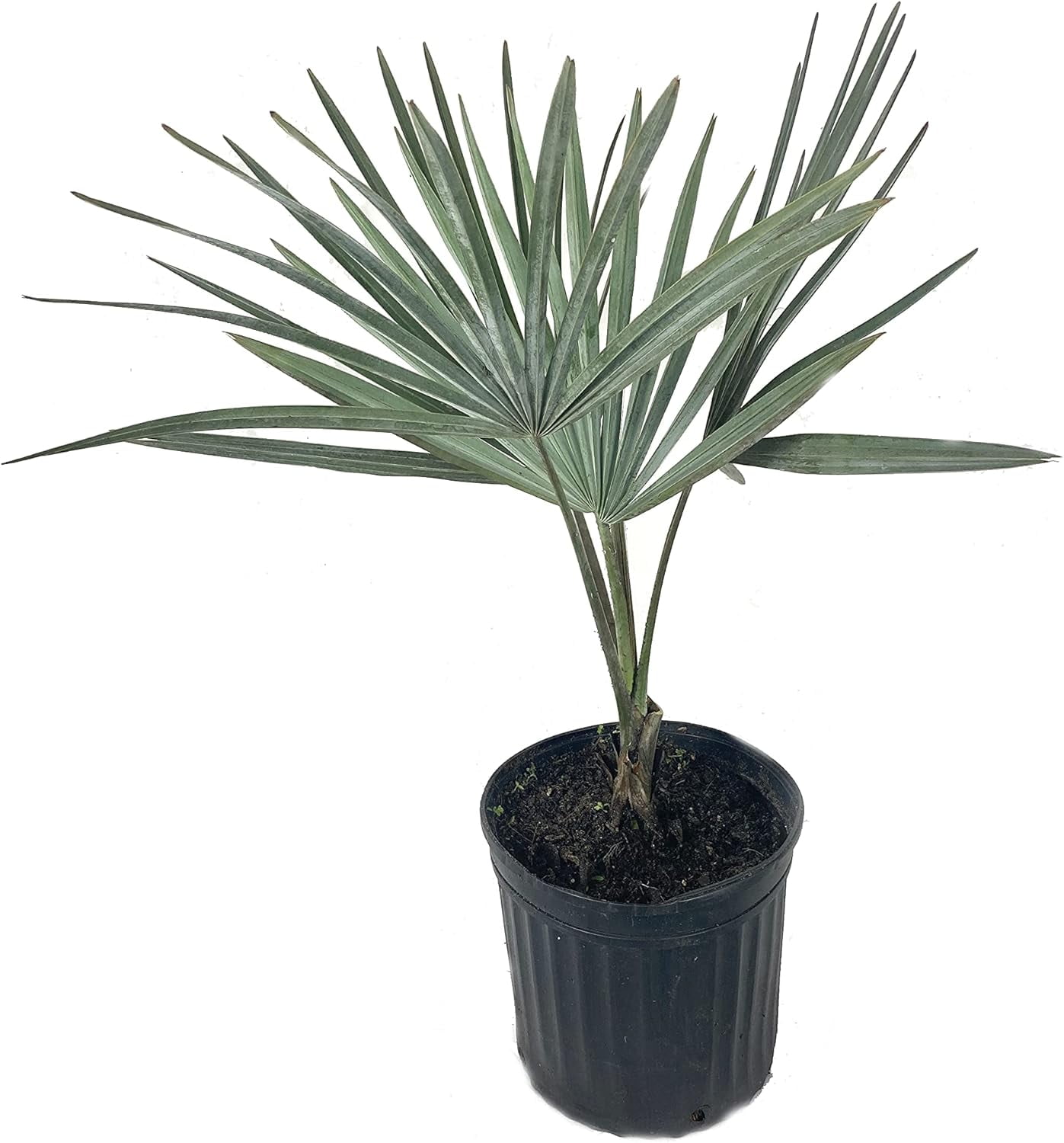 Silver Bismarck Palm - Live Plant in a 5 Gallon Growers Pot ...