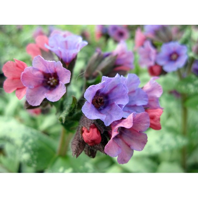 Silver Bouquet Lungwort Perennial - Pulmonaria - 3" Pot - Walmart.com