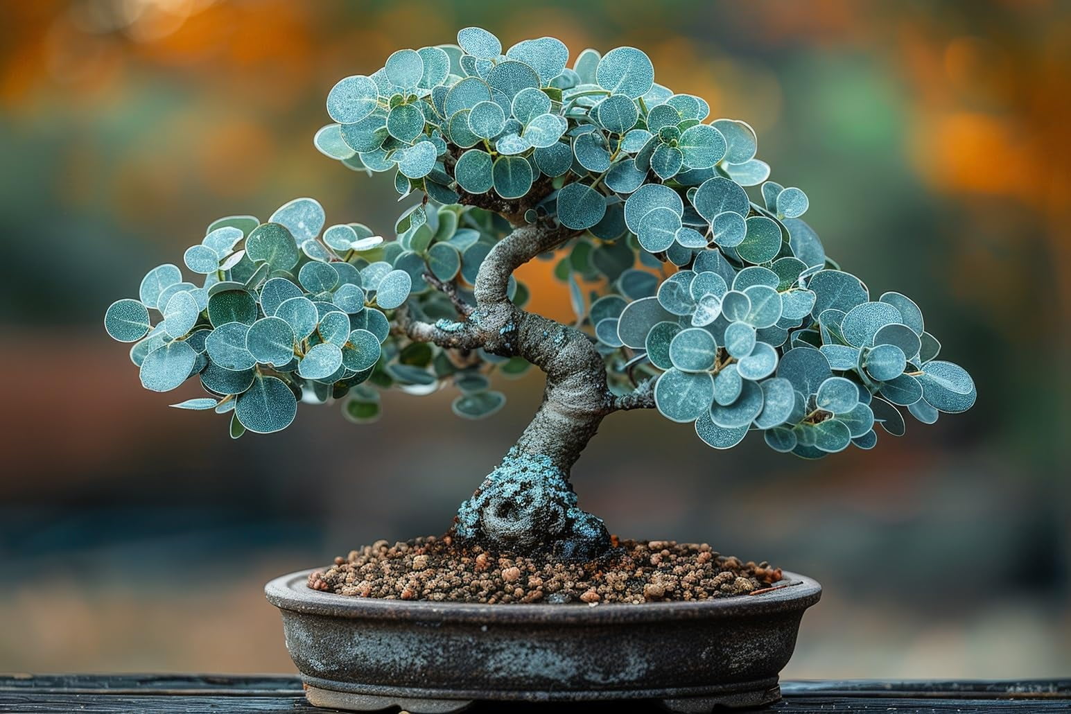 Silver Dollar Eucalyptus Bonsai Tree Seeds for Growing (30 Seeds ...