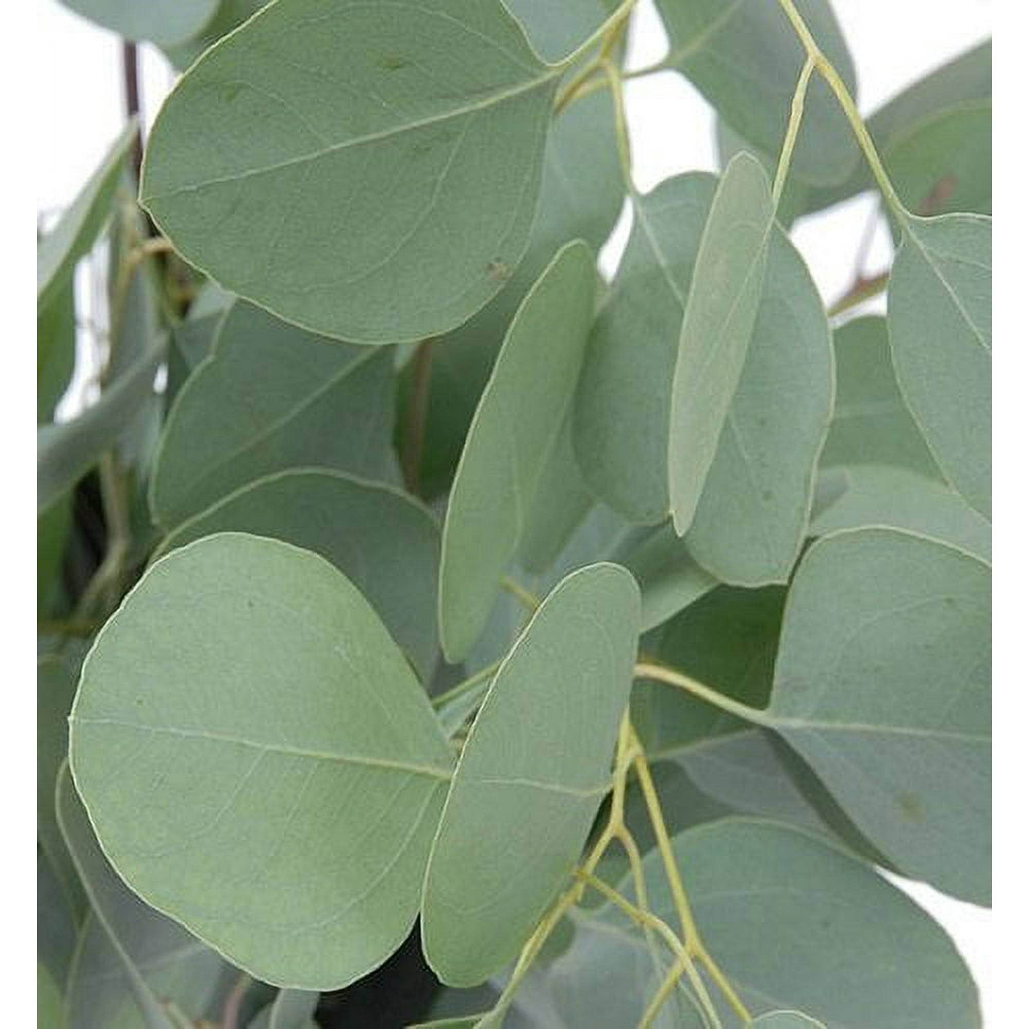 Silver Dollar Eucalyptus Seeds