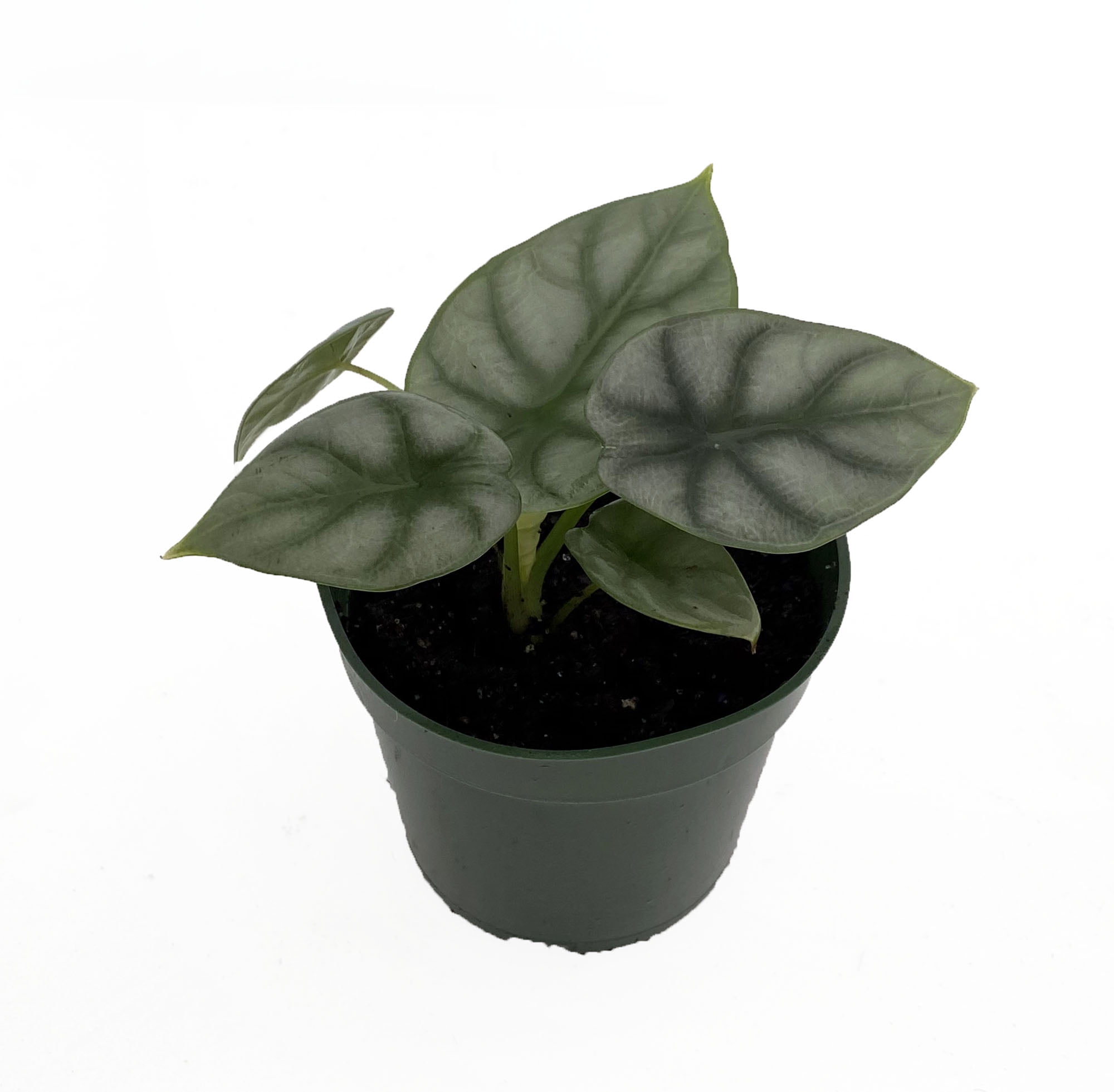 Silver Dragon African Mask Plant - Alocasia - Houseplant - 4" Pot ...