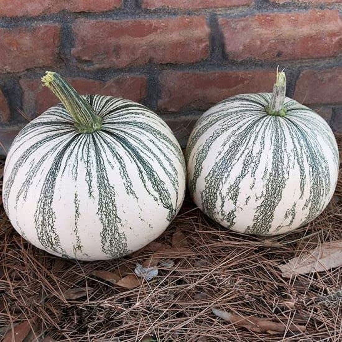 Silver Edge Pumpkin Seeds for Planting (10 Seeds) - Exotic Striped ...