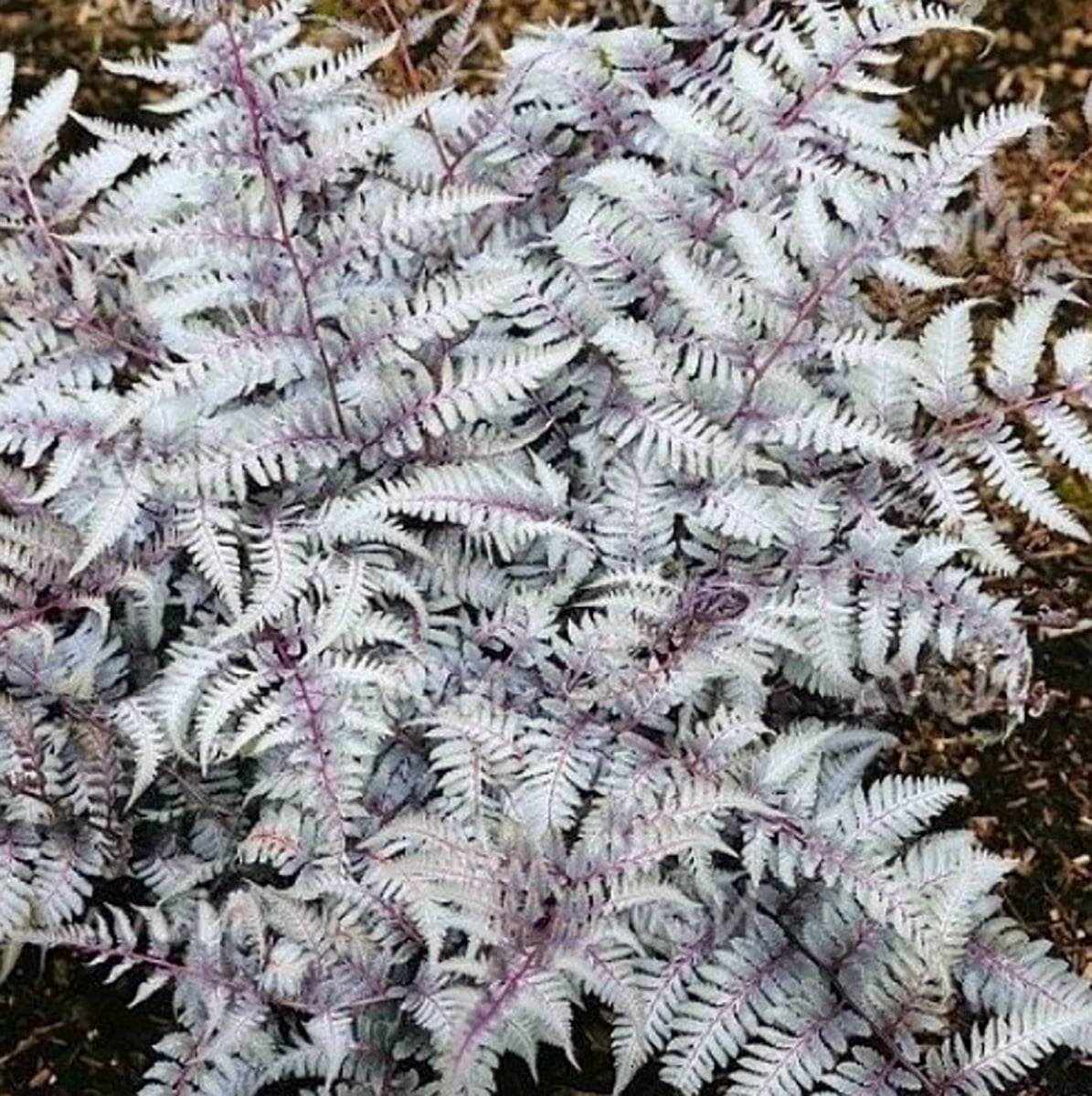 Silver Falls Fern - Athyrium niponicum - Shade - Live Plant - 3" Pot ...