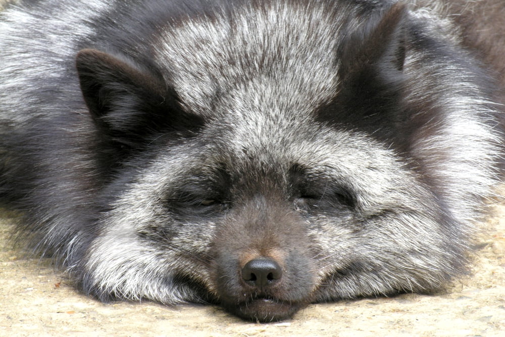 Silver Fox (12x18 Wall Art Poster, Room Decor) - Walmart.com