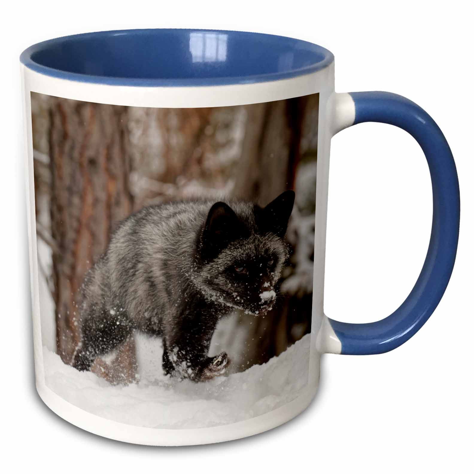3drose, Silver Fox a Melanistic Form of the Red Fox, Montana, 15oz Two ...