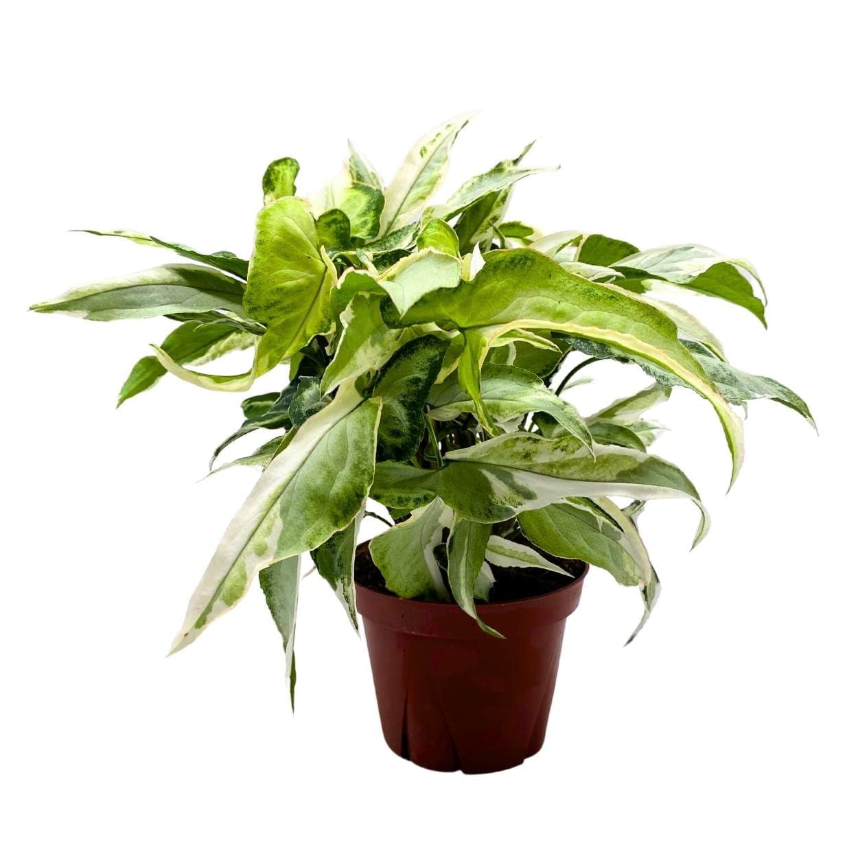 Silver Fox Syngonium Podophyllum 4 inch Indoor Rare Arrow Head Vine ...