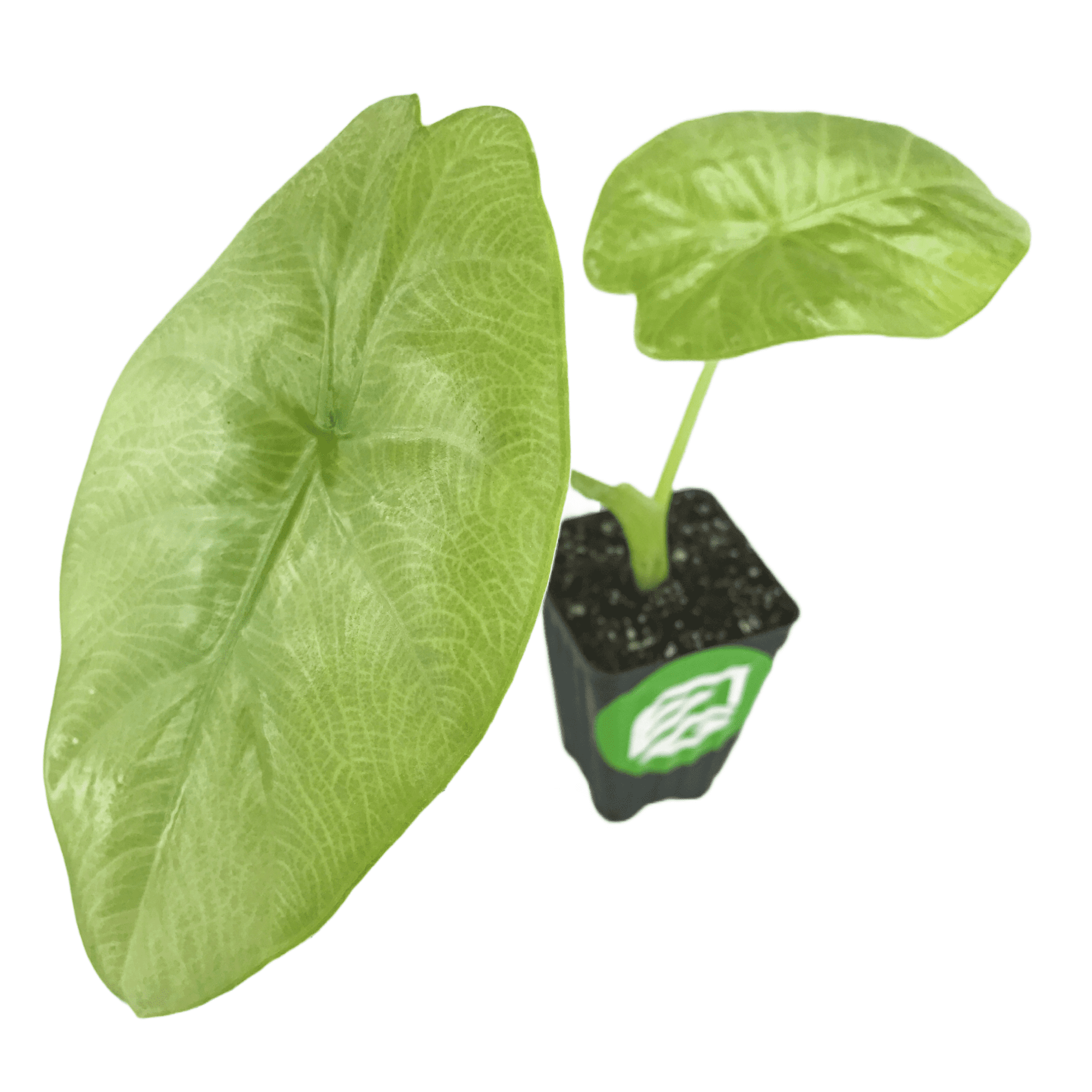 Silver Giant Elephant Ear Live Plant - Alocasia baginda - Wellspring ...