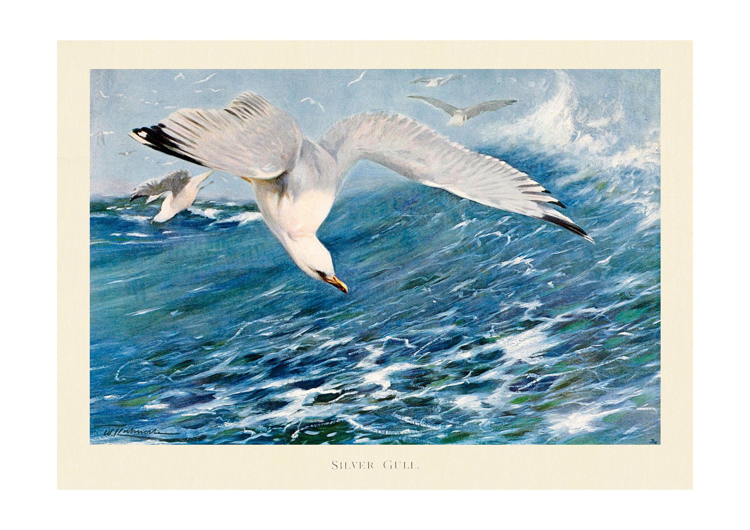 Silver Gull Fine Art Print - Anitique Lithograph 1916 -Painting Art ...