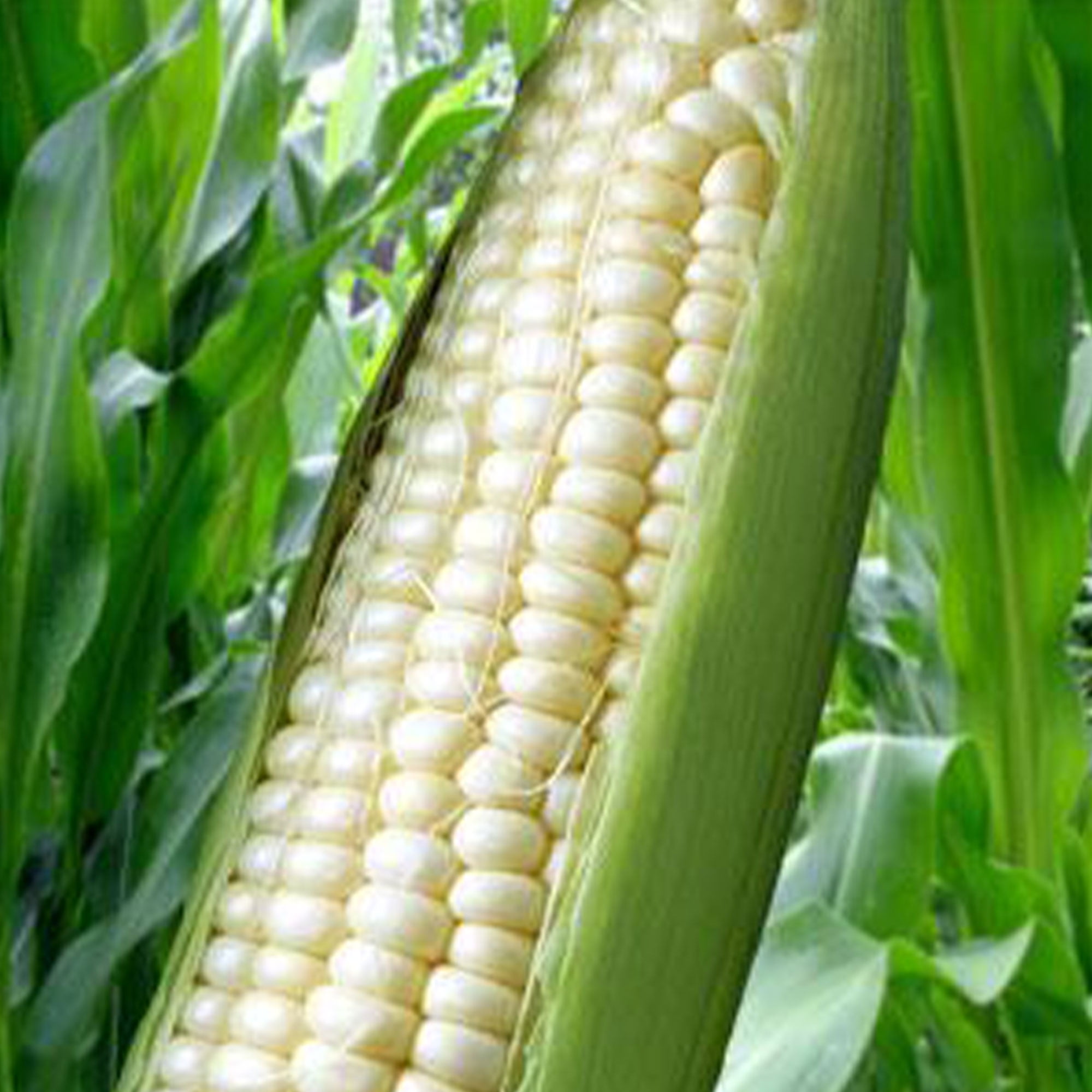 Silver King Corn Seed - 1/2 OZ ~46 Seeds - Non-GMO Hybrid Vegetable ...