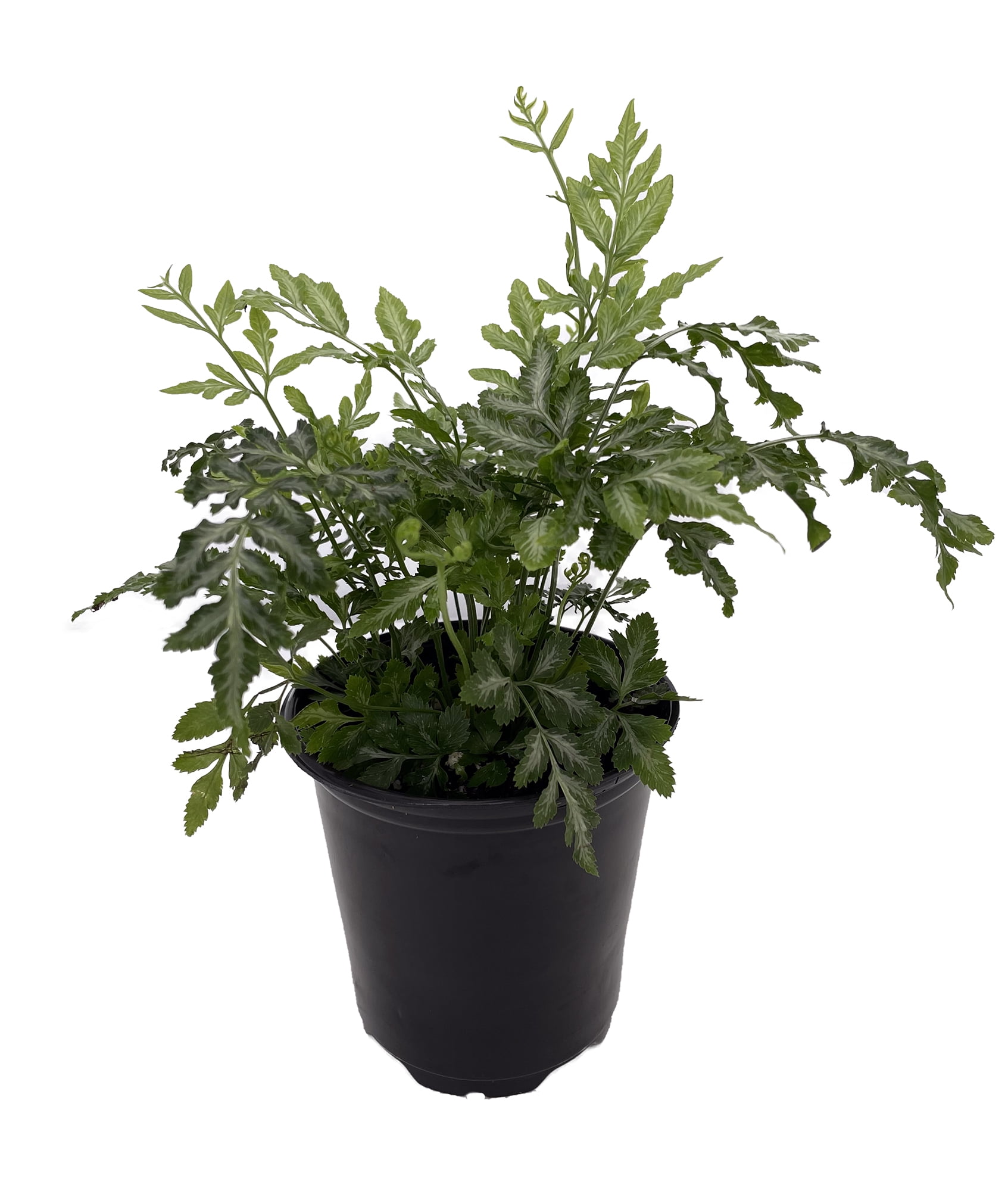Silver Lace Table Fern - Easy House Plant - 4" pot - Walmart.com