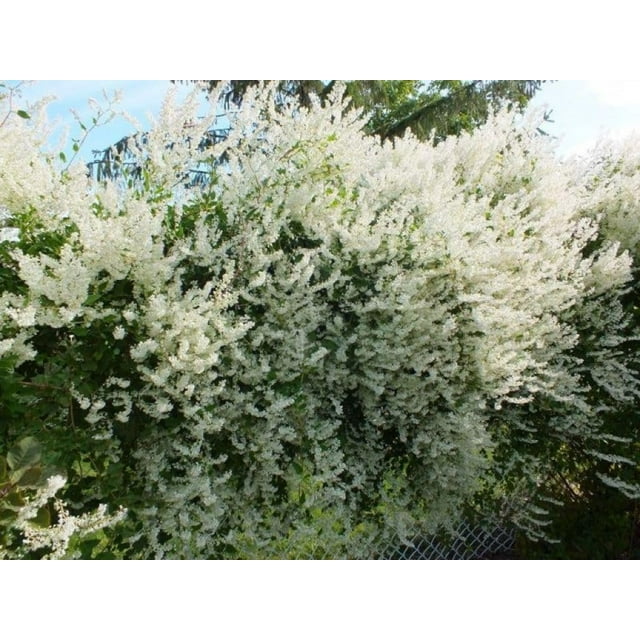 Silver Lace Vine - 3 Live Starter Vines in 2 Inch Growers Pots ...