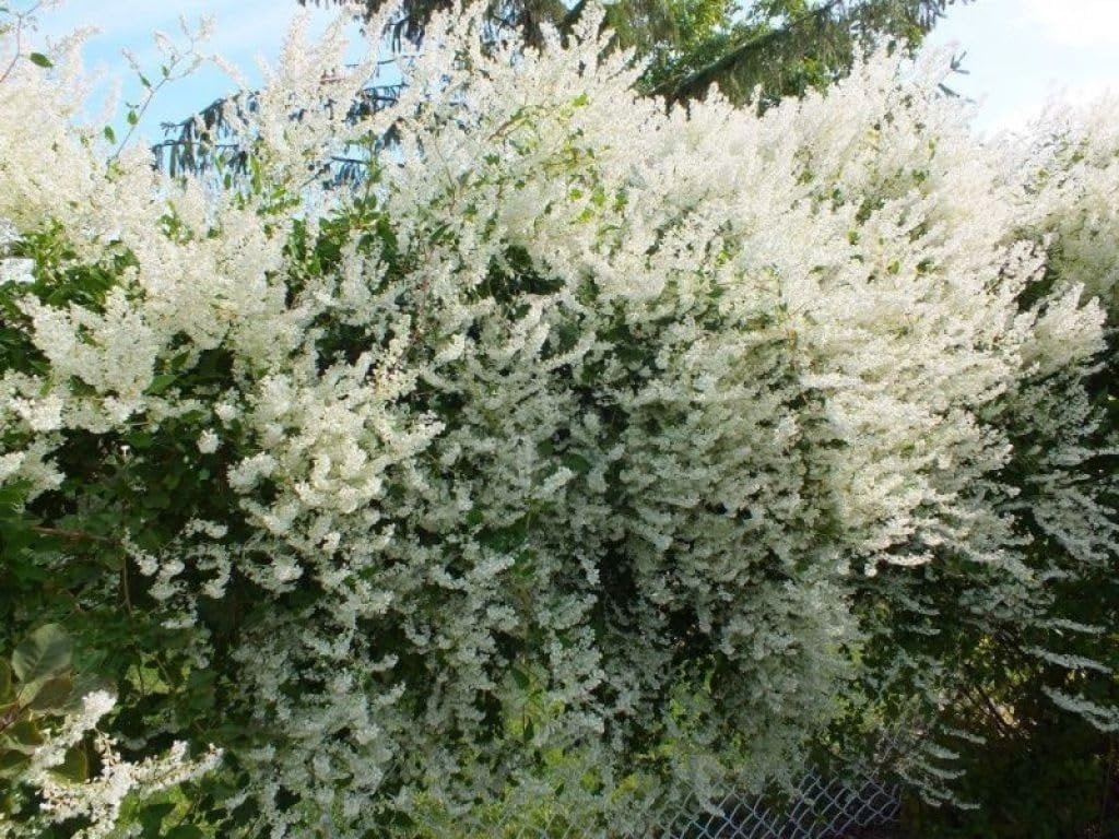 Silver Lace Vine - 4 Live Starter Vines in 2 Inch Growers Pots ...