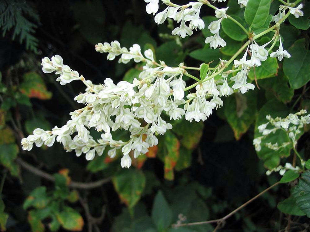 "Hirt's Gardens Silver Lace Vine, Late Summer Blooms, Hardy Zones 4-9 ...