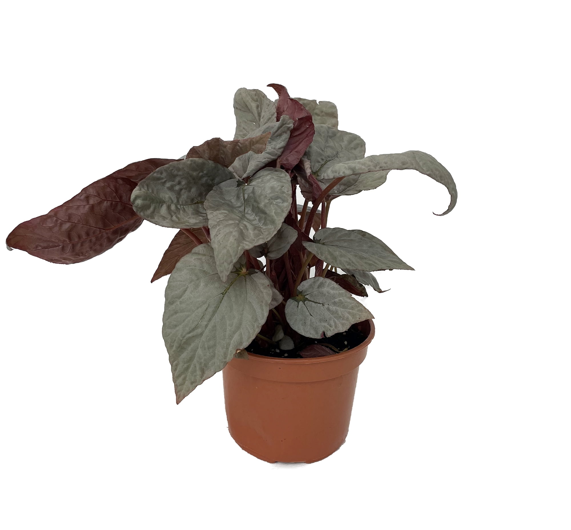 Silver Leaf Begonia Plant - 4" Pot - Great Houseplant - Walmart.com