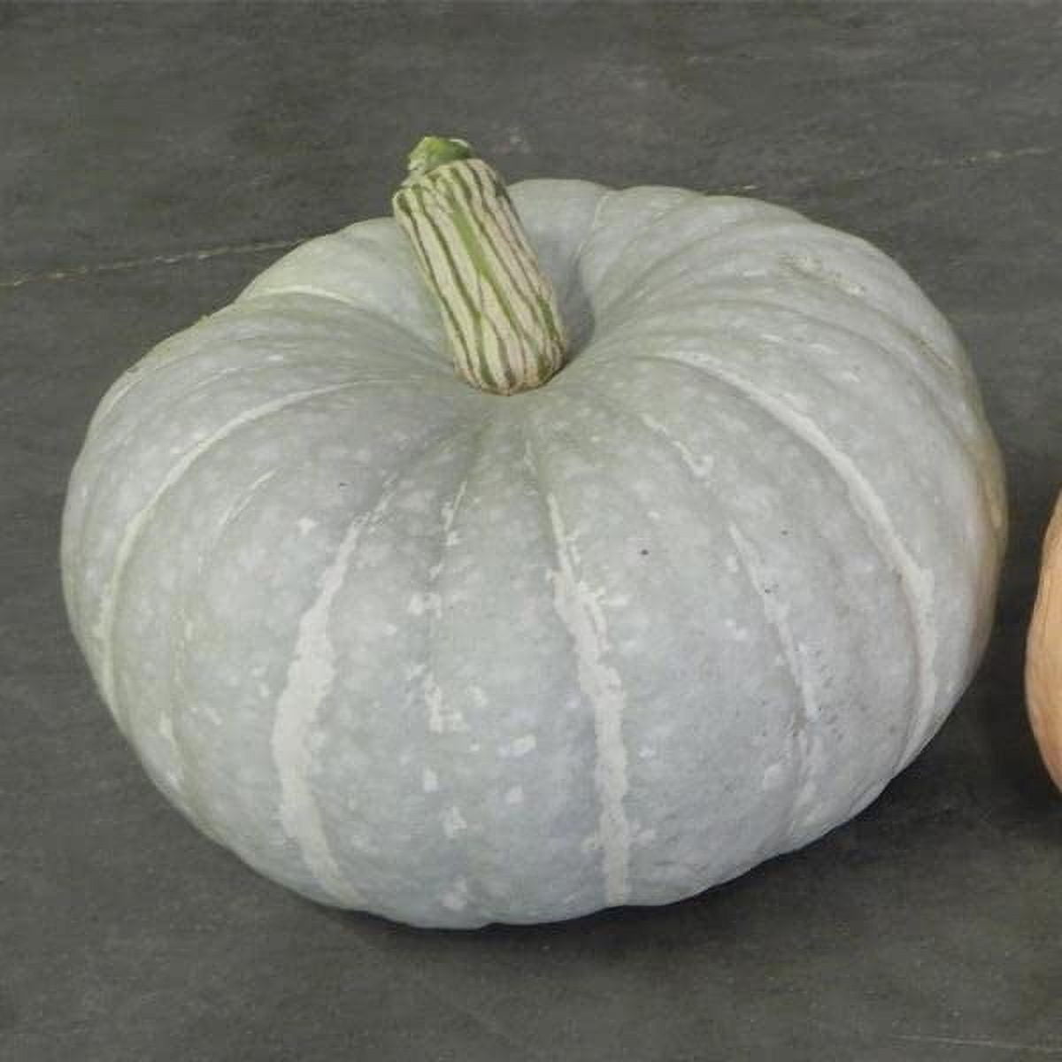 Silver Moon Pumpkin Seeds | 10 Seeds per Packet | Grow Silver Stacker ...
