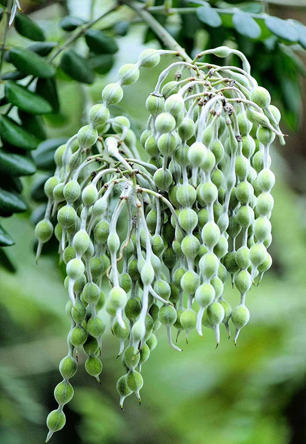 Silver Necklace Bush Seeds for Planting (5 Seeds) - Sophora tomentosa ...