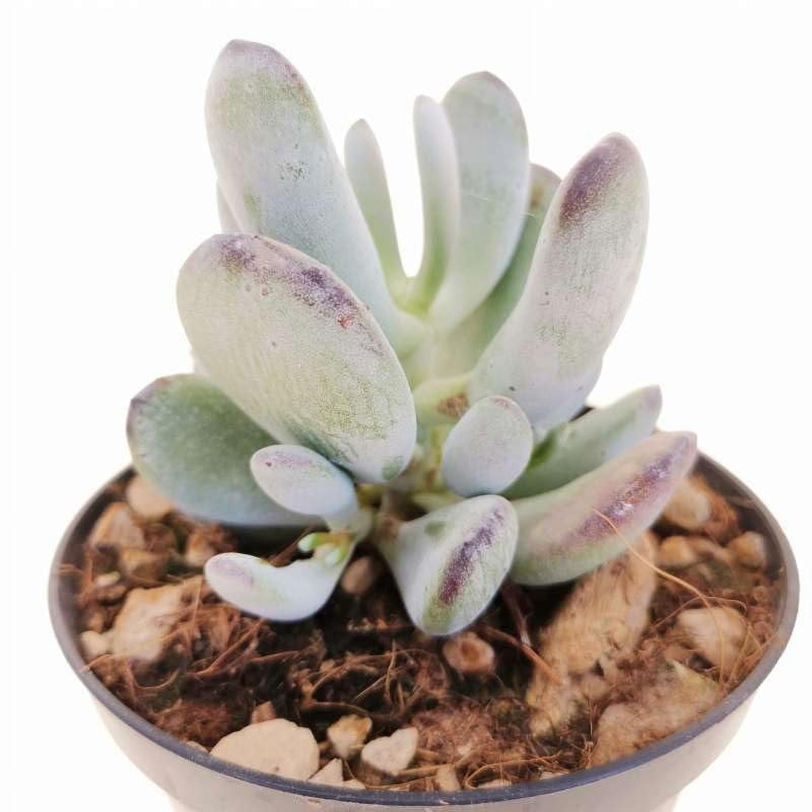 Silver Peak Pigs Ear Plant - 4 Live Starter Plants in 2 Inch Growers ...