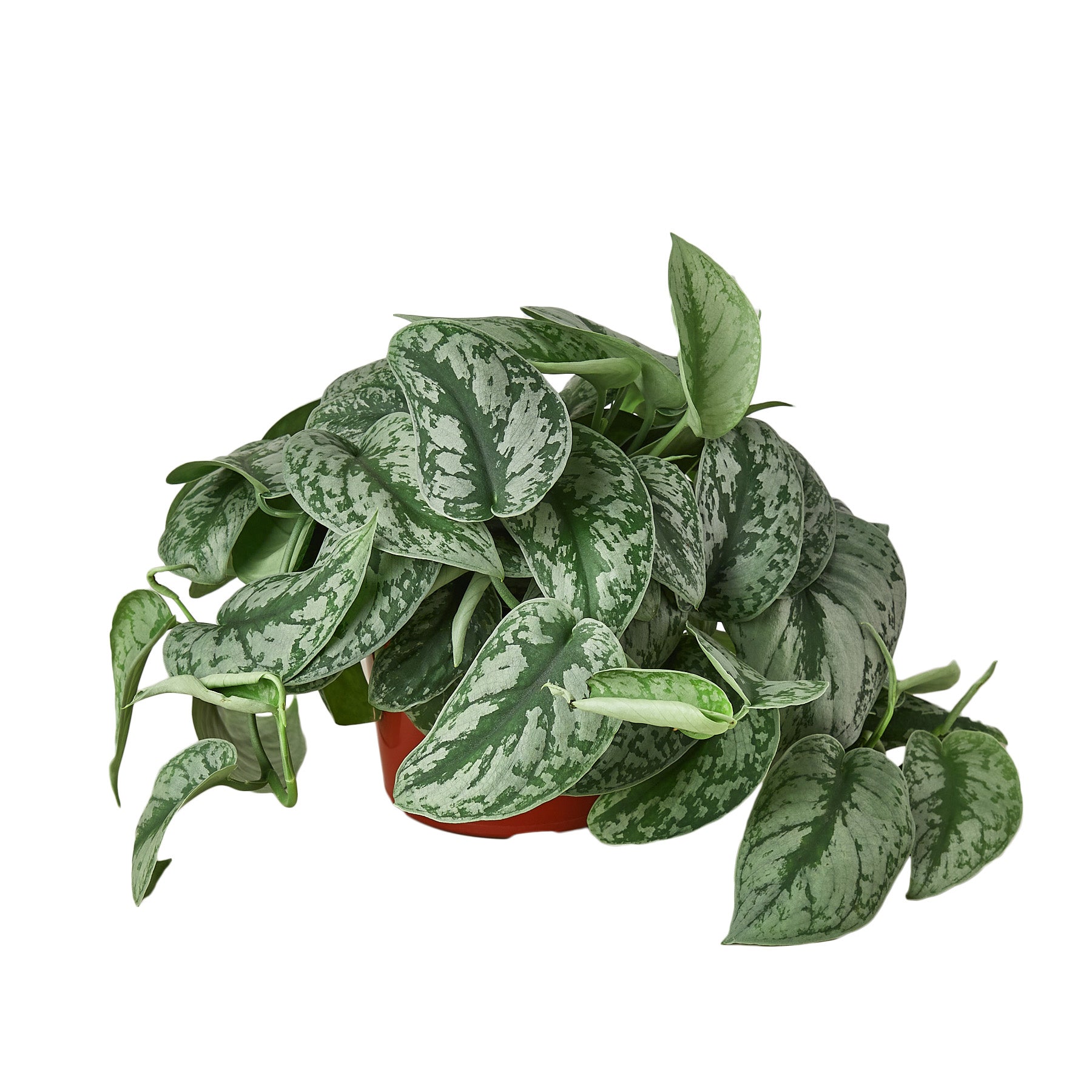 Silver Pothos 'Exotica' - Walmart.com