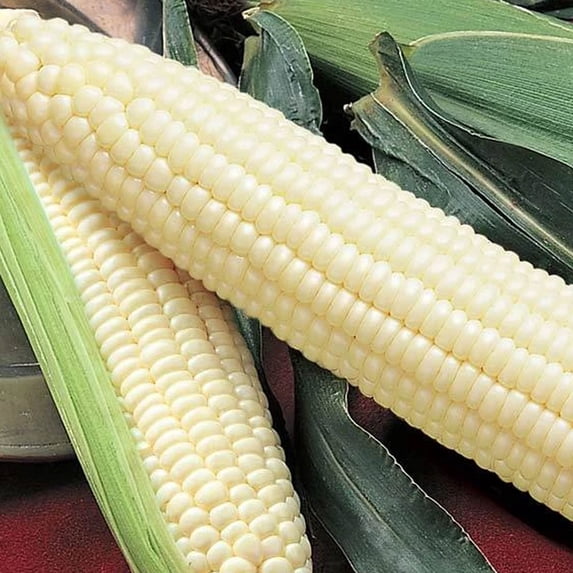 Silver Queen Hybrid Sweet Corn - 1/4 LB ~508 Seeds - Non-GMO, Hybrid ...