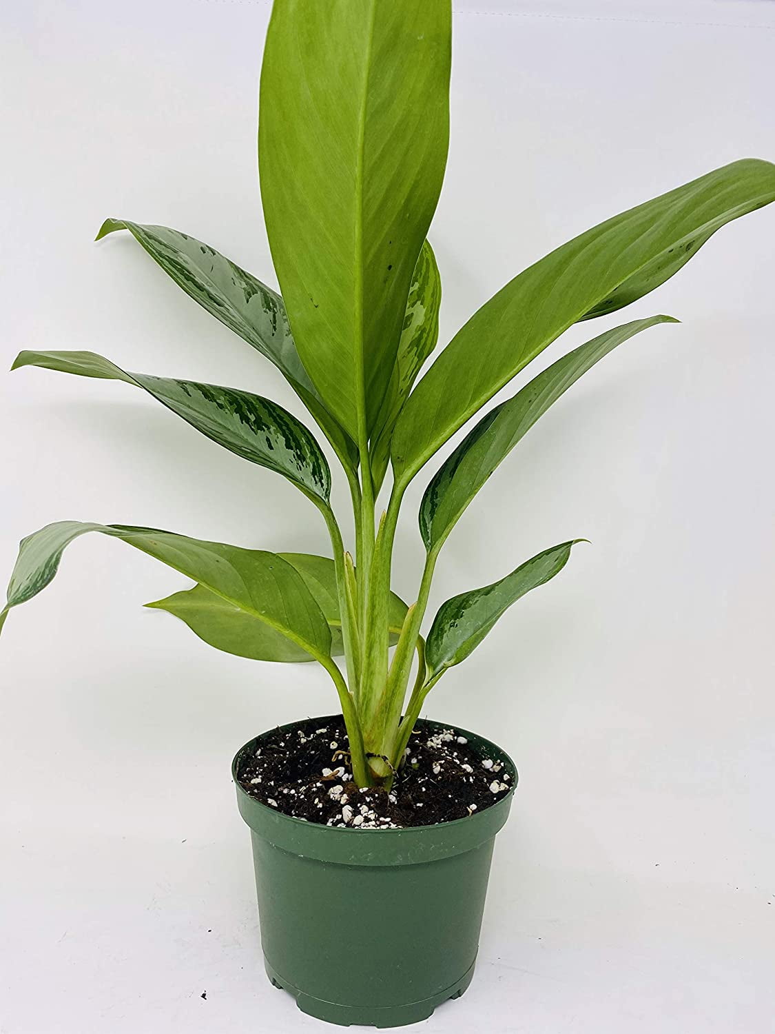 Silver Queen - Plant - Aglaonema - Low Light - 6" Pot-unique From ...